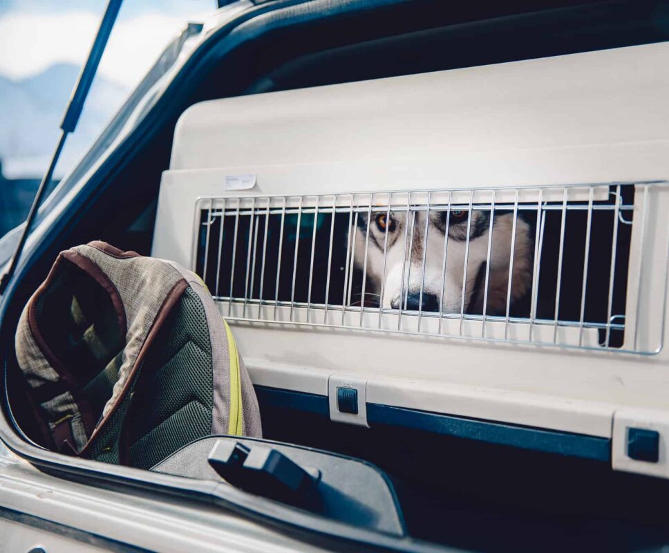 FAQs Stress Free Pet Care Services | Pet Transportation